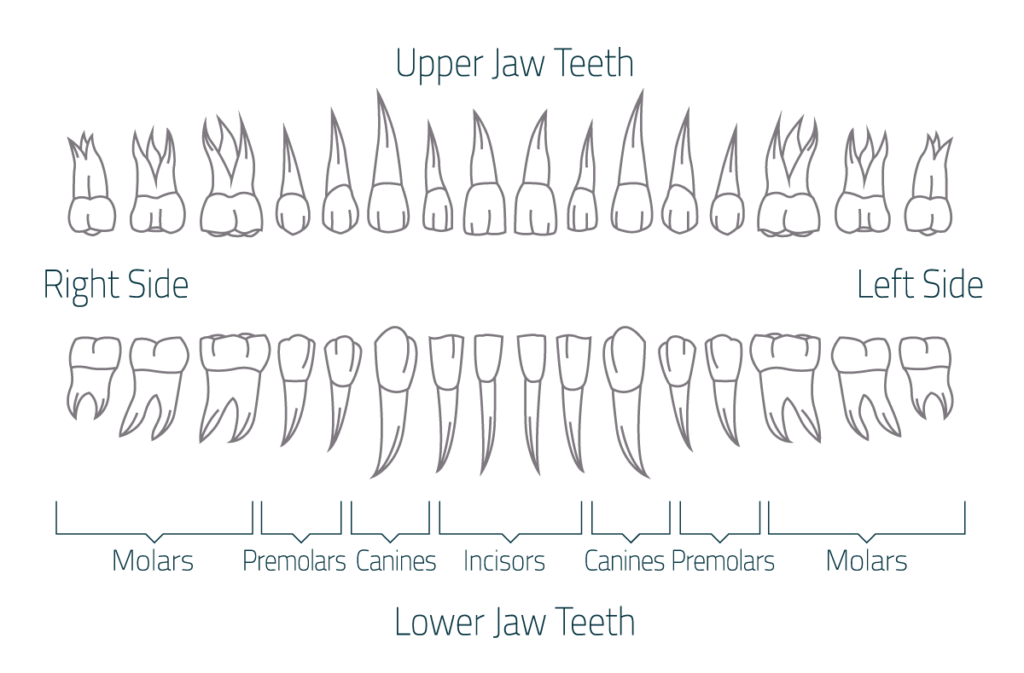 The 4 Types Of Teeth And Their Important Roles In Digestion TC Dental